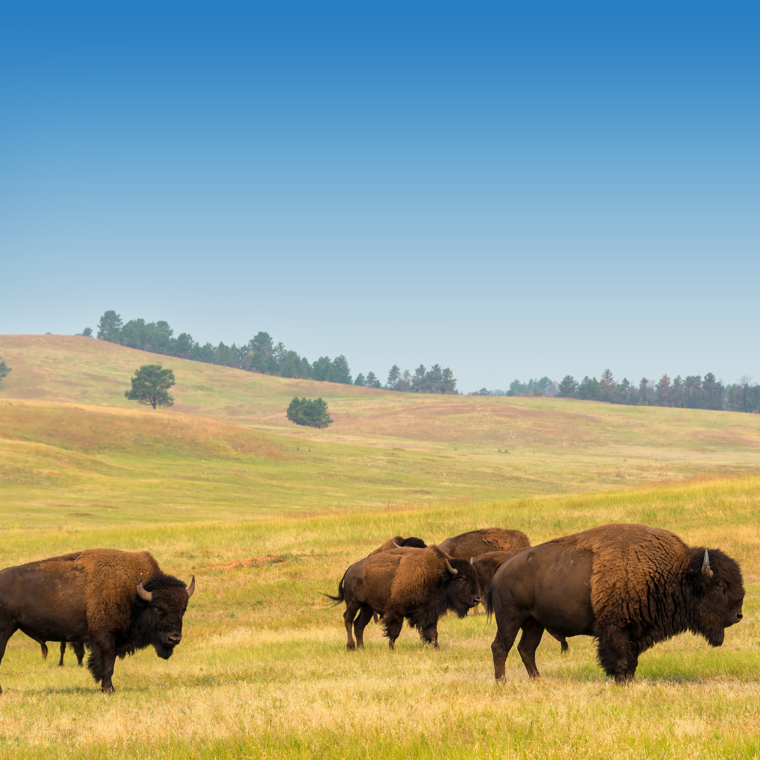 The Link Between Wildlife Conservation and Climate Change – Terra Thread®