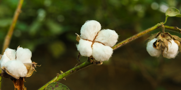 Here are ten benefits of switching to Organic – Terra Thread®